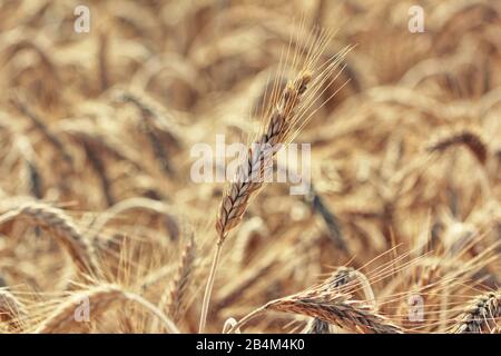 ears of triticale a hybrid of wheat and rye grass family Graminae Stock ...