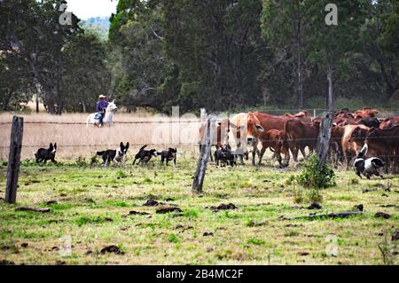 AUSTRALIAN CATTLE STATION MUSTERING CATTLE Stock Photo - Alamy