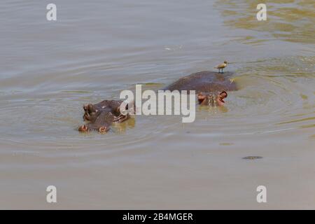 Hippopotamus, Hippopatamus amphibius, mother with young in water, Masai ...