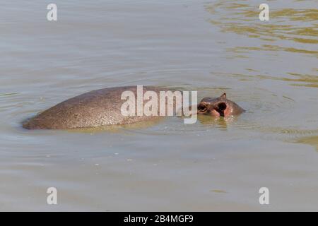 Hippopotamus, Hippopatamus amphibius, mother with young in water, Masai ...
