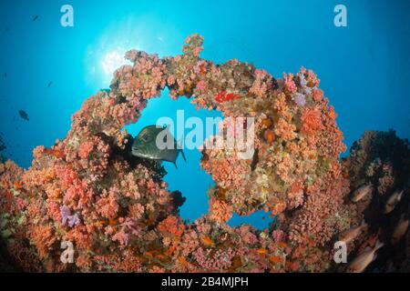 Colored Coral Reef, North Male Atoll, Maldives Stock Photo - Alamy