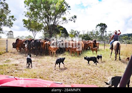 Cowboys and cattle dogs Stock Photo - Alamy