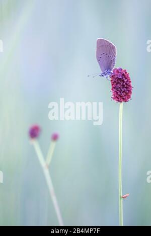 The brown forest bird is a butterfly of the noble butterfly family and ...
