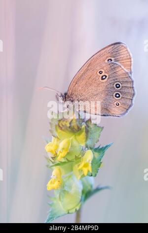 The brown forest bird is a butterfly of the noble butterfly family and ...
