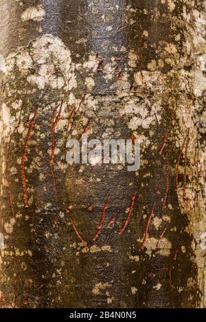 Scratch marks from brown bears on a tree Stock Photo - Alamy