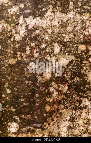 Bear scratch marks on tree, Victor, Idaho. Scent mark for other bears ...