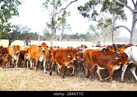 CATTLE STATION / RANCH WORK Stock Photo - Alamy