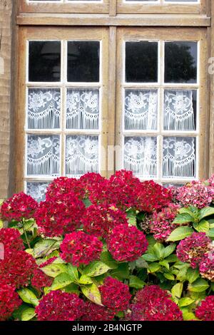 Window with hydrangeas in Brittany Stock Photo - Alamy