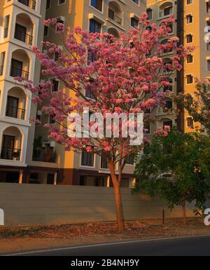 A street in Bangalore City flanked by beautiful trees with Pink flowers ...