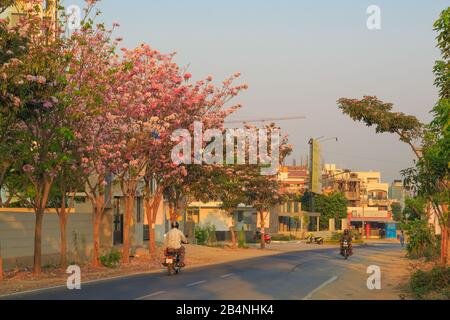 A street in Bangalore City flanked by beautiful trees with Pink flowers ...