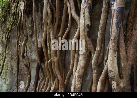 plant tree roots detail at amazon forest anavilhanas protected area ...