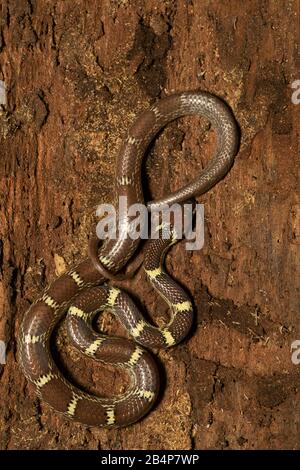 Indian Wolf Snake (Lycodon aulicus Stock Photo - Alamy