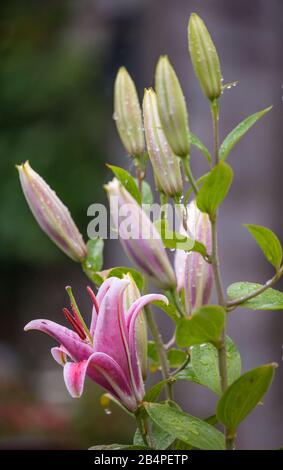Tiger lily plants beautiful flowers close up Stock Photo - Alamy