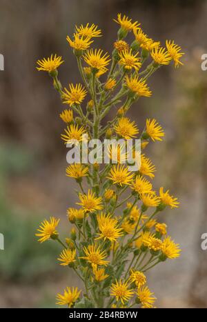 Telegraphweed, Heterotheca grandiflora, in flower on the Californian ...