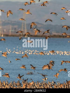 Marbled Godwit flying with other shorebirds Stock Photo - Alamy