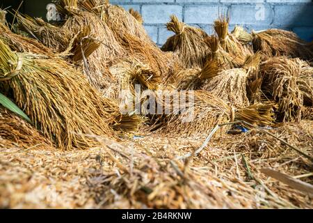 Traditional storage of grain rice paddy, Tamil Nadu, South India, India ...