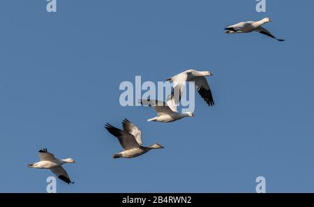 Group of Ross's goose, Anser rossii, in flight in early winter ...