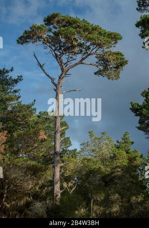 Pinus Radiata, Pinus Radiata, Monterey pine, Radiata pine, Pinaceae ...