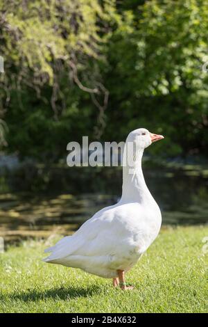 white goose standing on grass. Geese in nature. Poultry farming in the ...
