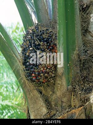 Rat (Rattus sp.) or squirrel (Funambulus sp.) rodent damage to a cocoa ...
