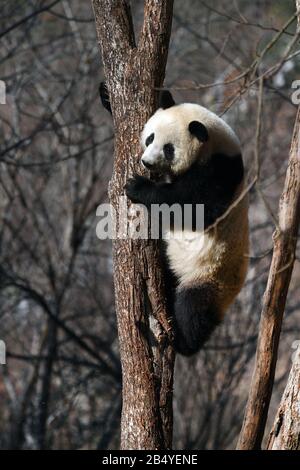 Foping, China's Shaanxi Province. 7th Mar, 2020. Giant panda Xiaoxin ...