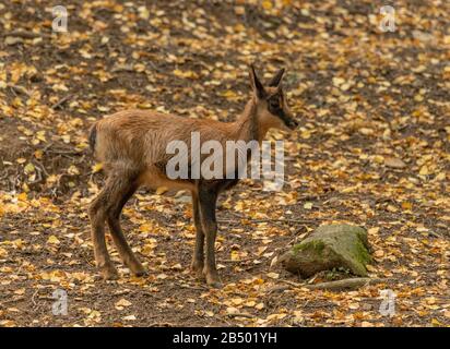 Pyrenean chamois, Rupicapra pyrenaica, is a goat antelope that lives in ...