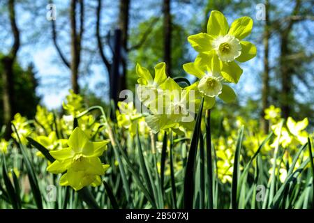 Daffodils (Narcissus jonquilla) flowers in forest Stock Photo - Alamy