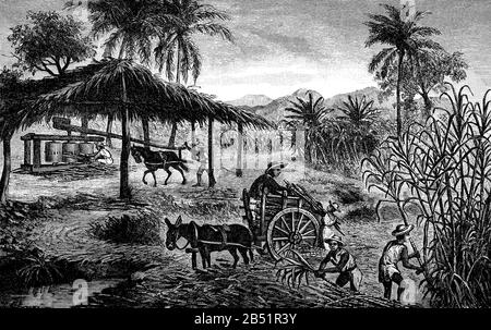 Sugar cane field workers load a truck with harvested stalks at Ma'ao ...