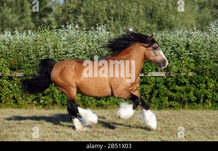 Gypsy Vanner Horse stallion rearing up in exuberance Stock Photo - Alamy