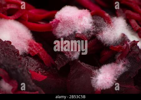 Tomato Blight Ruined Tomato Crop Stock Photo - Alamy