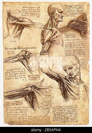 Leonardo da Vinci. Muscles of the shoulder at three stages of ...