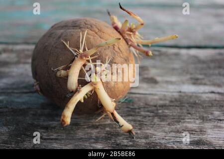 Potato with sprouts closeup ready to plant Stock Photo - Alamy