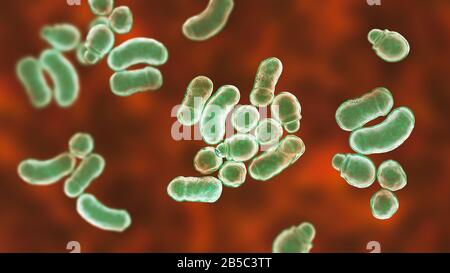 Malassezia skin fungus, illustration Stock Photo - Alamy