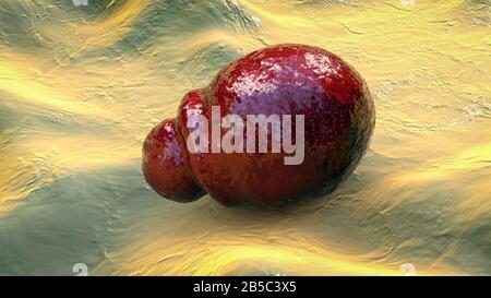 Dermatophyte fungi, illustration Stock Photo - Alamy