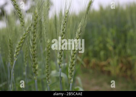 The green of the young durum wheat plants dominates the landscape in ...
