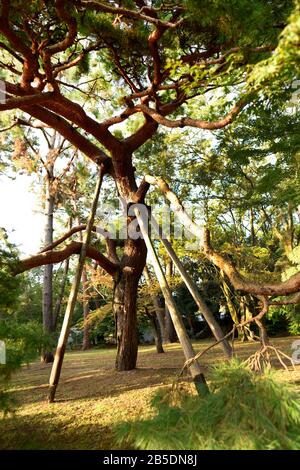 tree supports Japan Stock Photo - Alamy