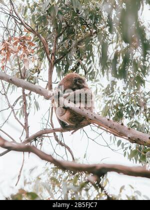 Koalas in trees. A Koala on a Scribbly Gum tree branch, iconic climbing ...