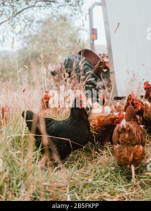 Some free-ranged chickens on an operational farm, wondering around the ...