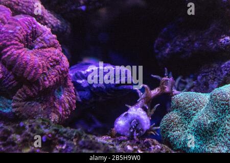 Engineer goby (Pholidichthys leucotaenia) in coral reef Stock Photo - Alamy