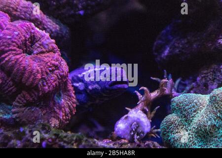 Convict blenny fish Pholidichthys leucotaenia hides in a coral reef ...