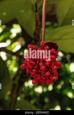 Red cluster of flowers on Medinilla miniata hangs from a plant in a ...
