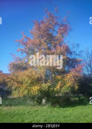 A lone tree with vibrant green leaves stands tall in the middle of vast ...