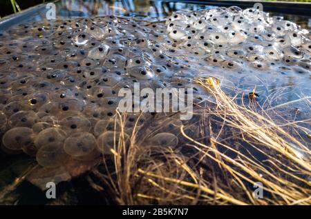 Frogspawn in a Natural Pond with Reflections Stock Photo - Alamy