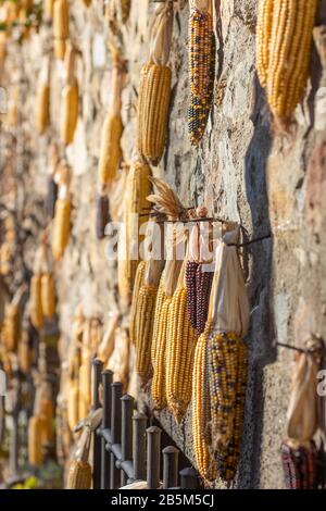 Dried corn ear hanging on the red brick wall Stock Photo - Alamy