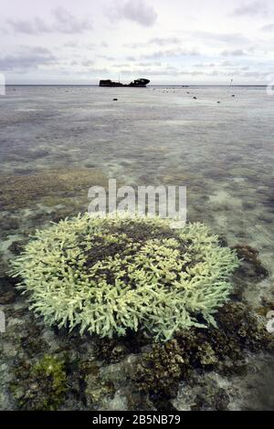 Bleaching shallow Acropora coral on reef flat, Heron Island, Capricorn ...