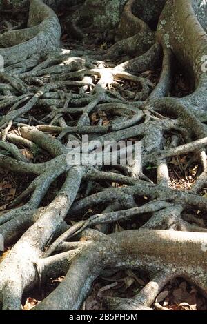 Florida Ficus aurea tree in the woods Stock Photo - Alamy