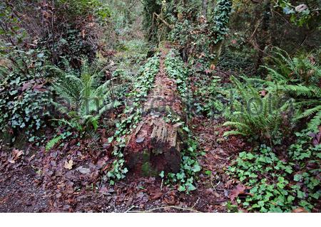 Decomposing tree trunk on the forest floor Stock Photo: 48148638 - Alamy