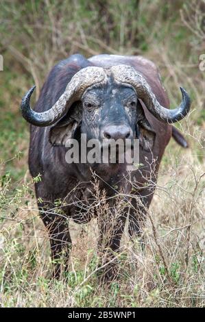 African Buffalo, Cyncerus cafer, standing on the river bank, Chobe ...