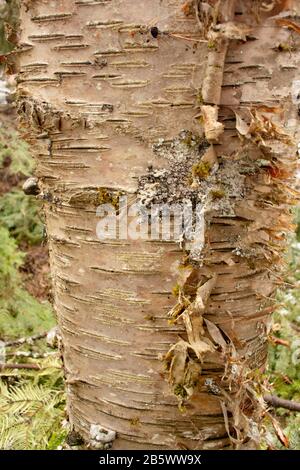 The trunk of a young Red Birch tree (Betula occidentalis) with peeling ...