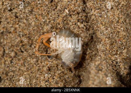 Sand hopper / sand flea (Talitrus saltator / Talitrus locusta ...